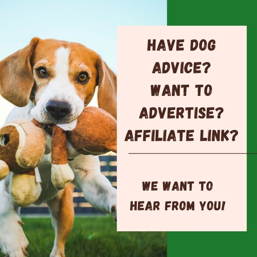 Why Does My Dog Jump on Me? [7 Reasons and How To Stop It]