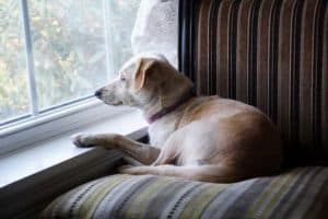 11 Tips for Leaving Your Dog Home Alone While You're at Work