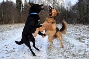 Why Is My Dog Becoming More Aggressive and How Do I Stop It? – CityDogsLife