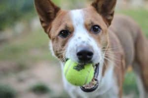 Are Basenjis Good Apartment Dogs? (All You Need to Know)