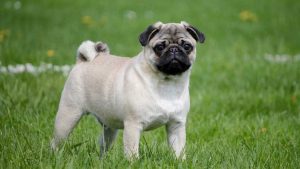 Are Pugs Good with Kids? – CityDogsLife